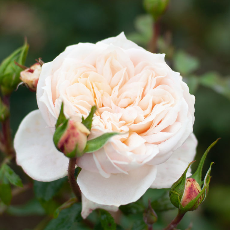 Pashmina® | Szkółka Róż ROSARIUM