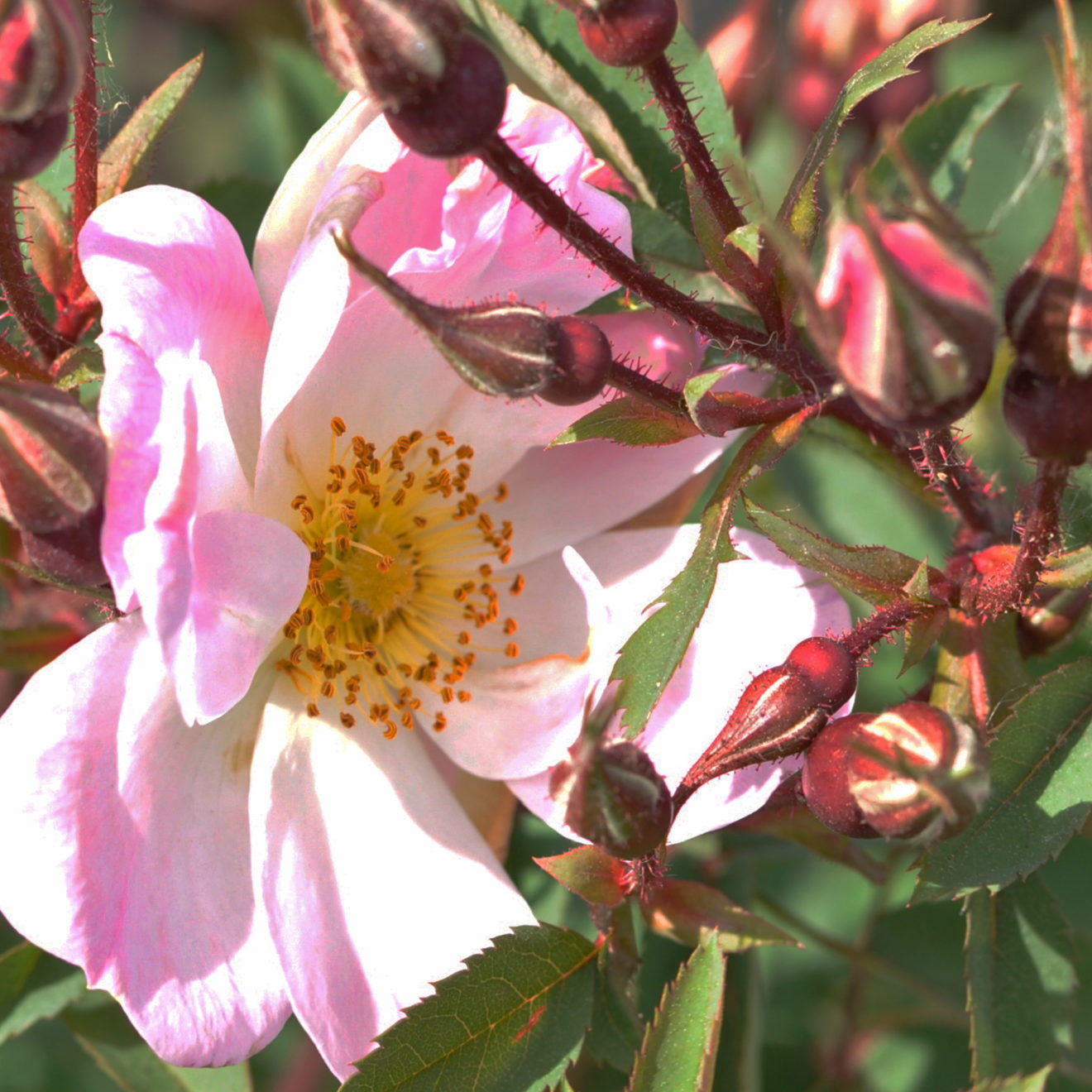 Rosa rugosa Hansa | Szkółka Róż ROSARIUM