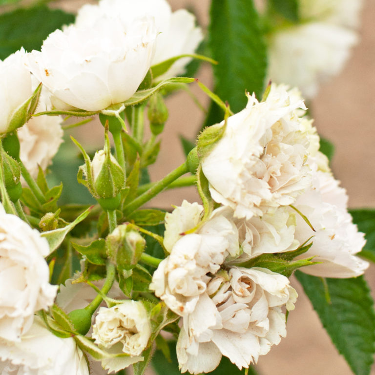 Rosa rugosa Ritausma | Szkółka Róż ROSARIUM