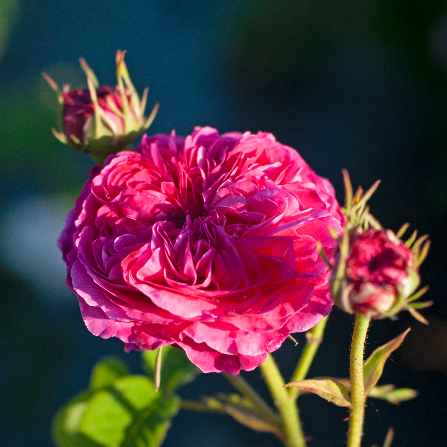 Duchesse de Rohan | Szkółka Róż ROSARIUM