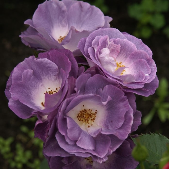 Blue for You® | Szkółka Róż ROSARIUM