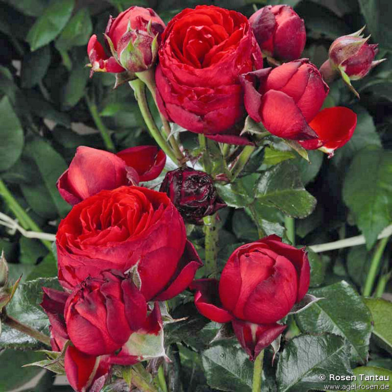 Magic Rokoko® | Szkółka Róż ROSARIUM