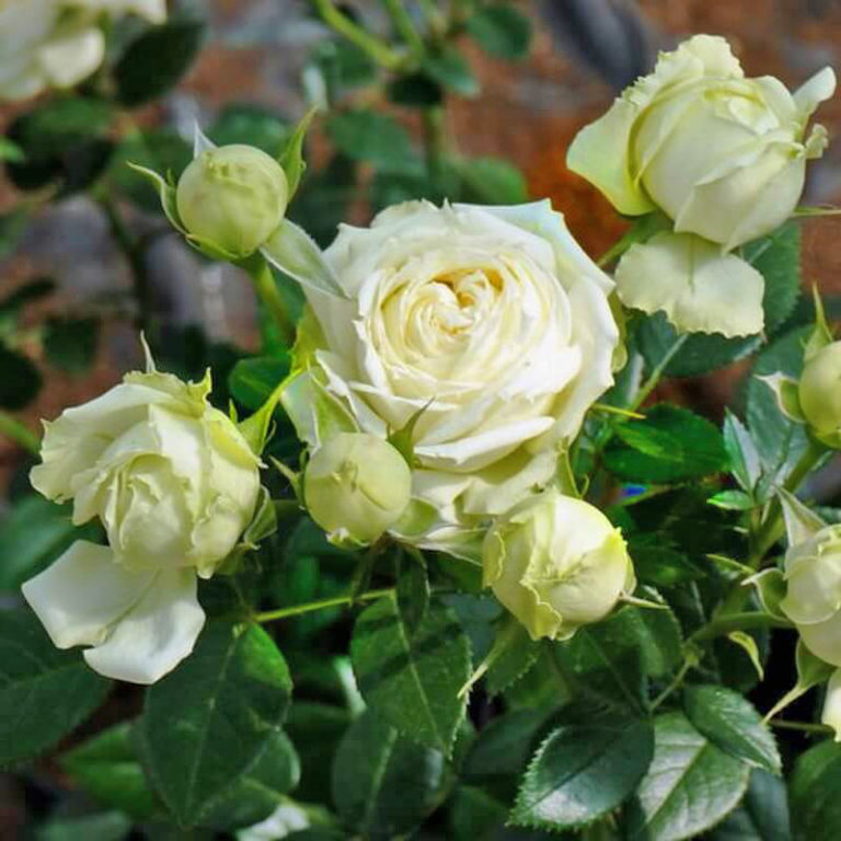 Pashmina® | Szkółka Róż ROSARIUM