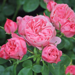 Rokoko®Roses | Szkółka Róż ROSARIUM