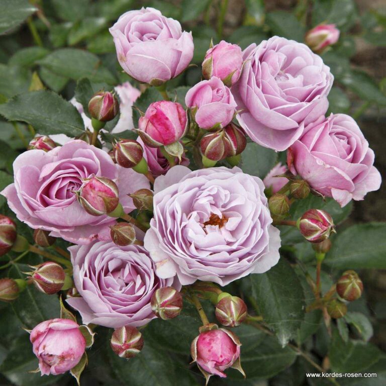 Lavender Pinocchio | Szkółka Róż ROSARIUM