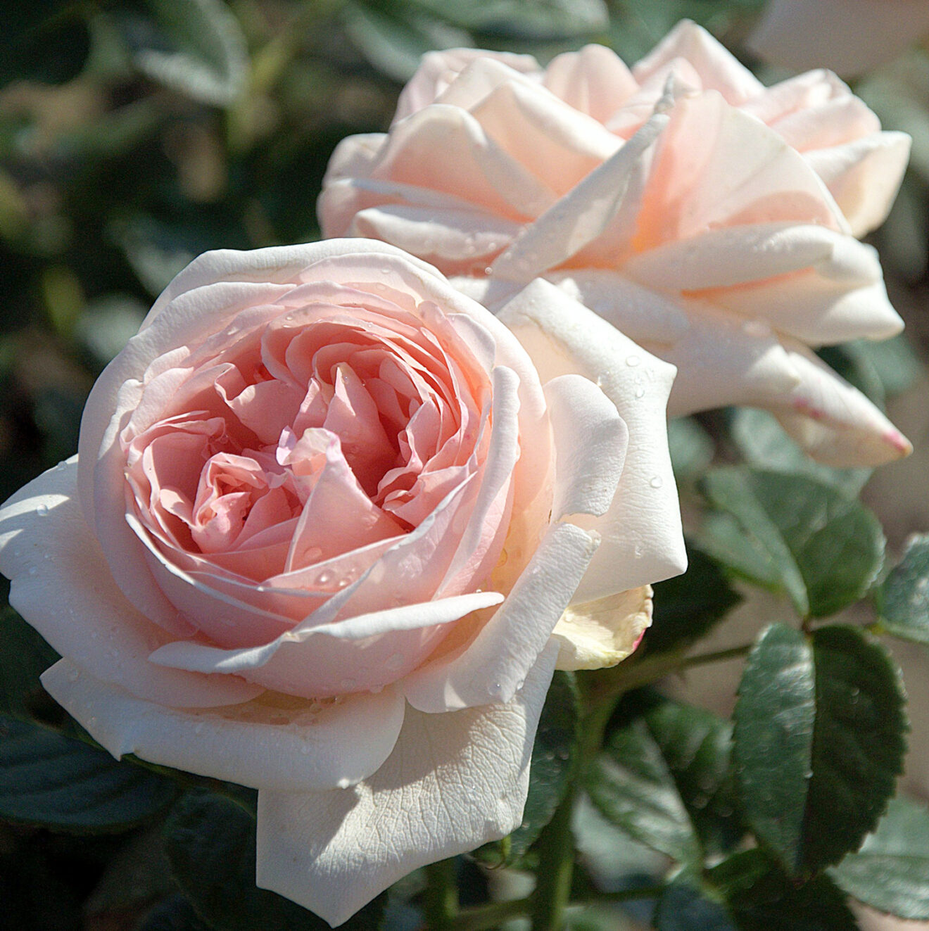 Róże pienne | Szkółka Róż ROSARIUM