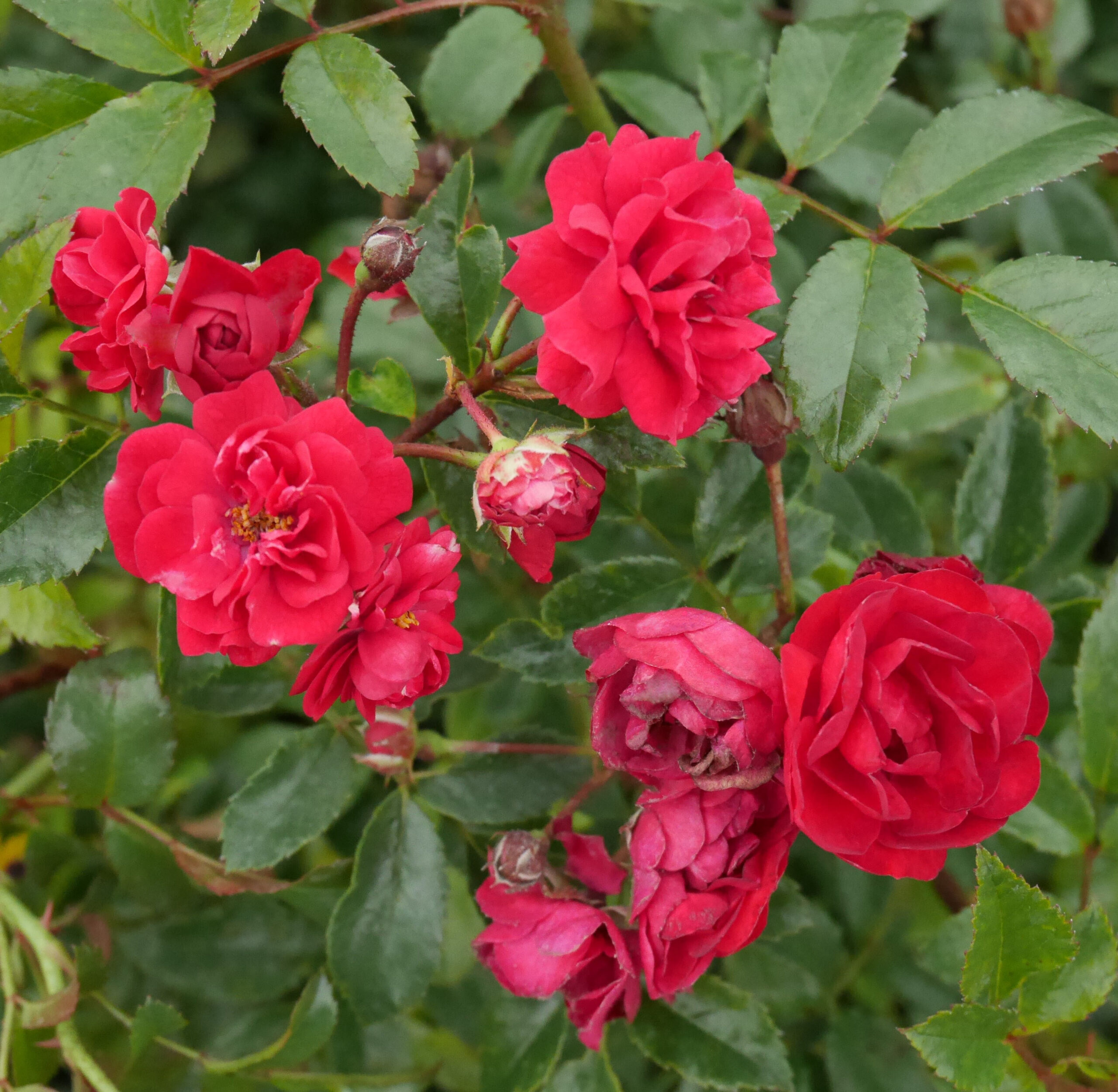 Red Fairy | Szkółka Róż ROSARIUM