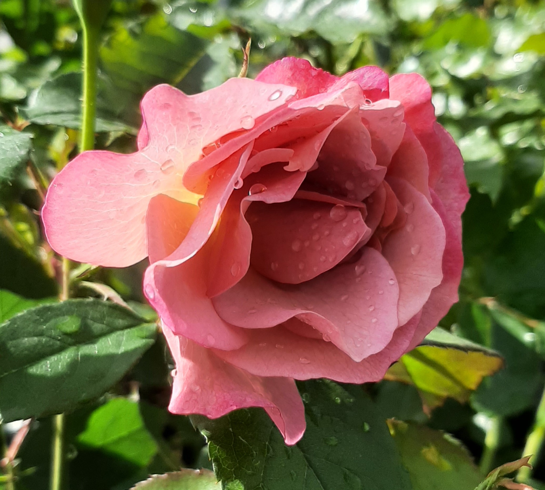 Lavender Pinocchio | Szkółka Róż ROSARIUM